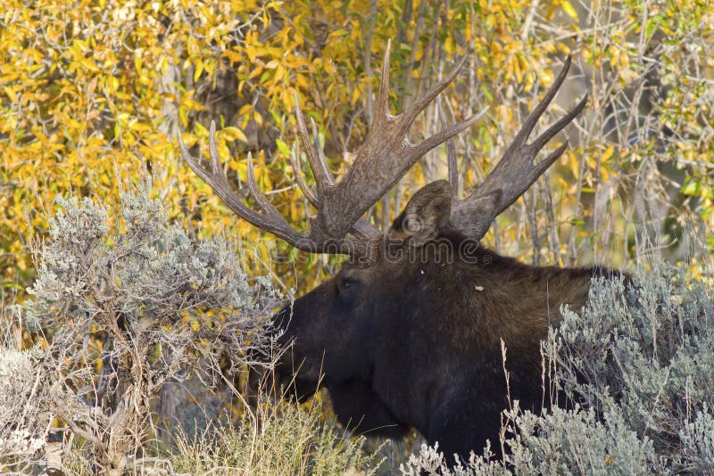 Gand Tetons Stock Photos - Free & Royalty-Free Stock Photos from Dreamstime