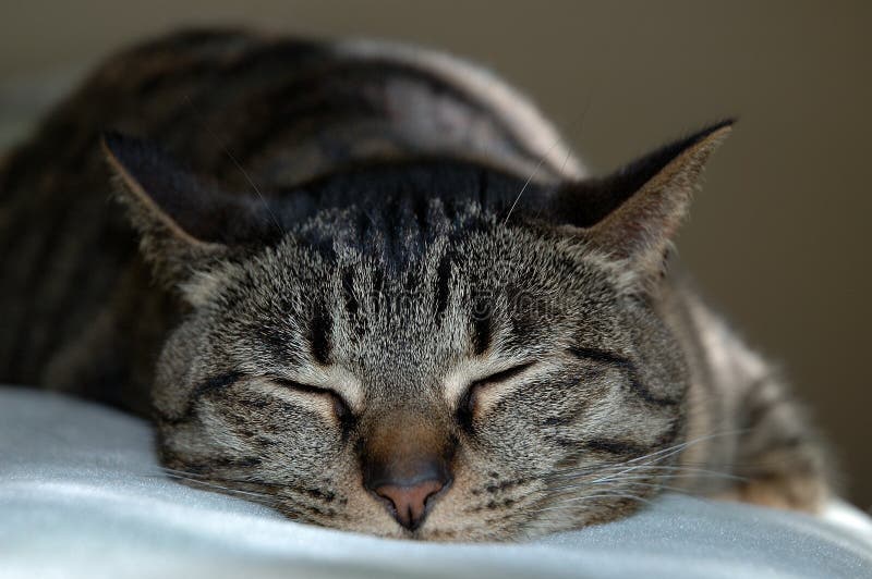 Napping Cat Picture. Image: 5297137