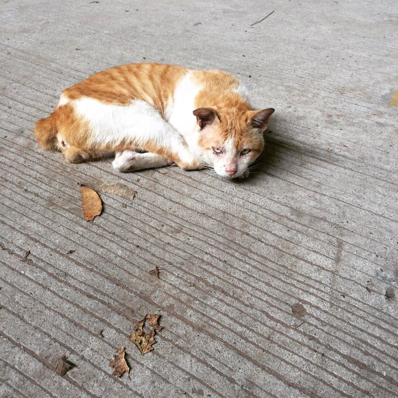 Napping cat stock photo. Image of napping, isolate, feline - 60795626