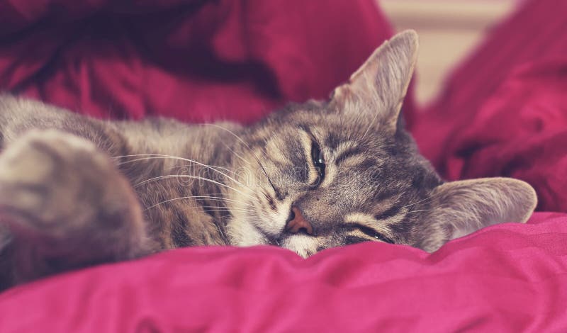 Napping stock image. Image of cute, eyes, kitten, play - 92944227