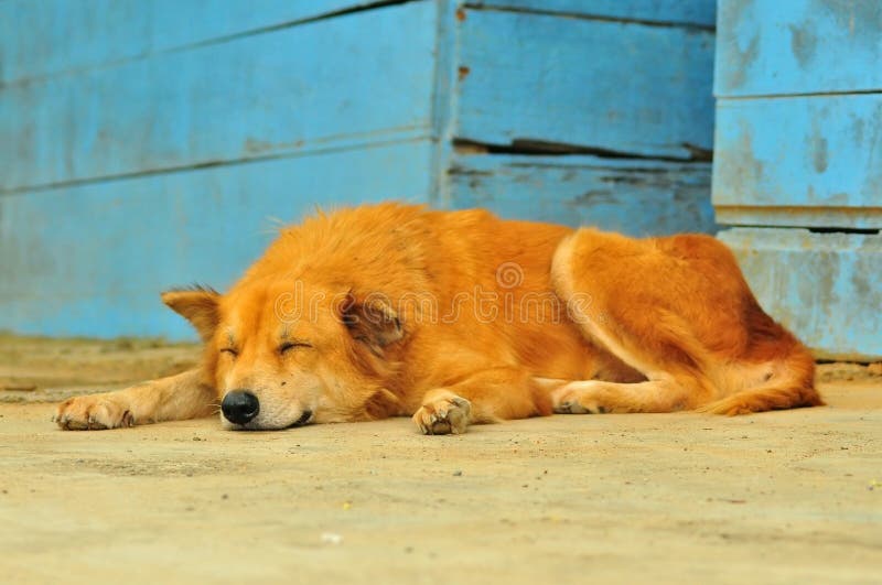 Napping dog stock image. Image of relaxed, relaxing, rest - 15386581