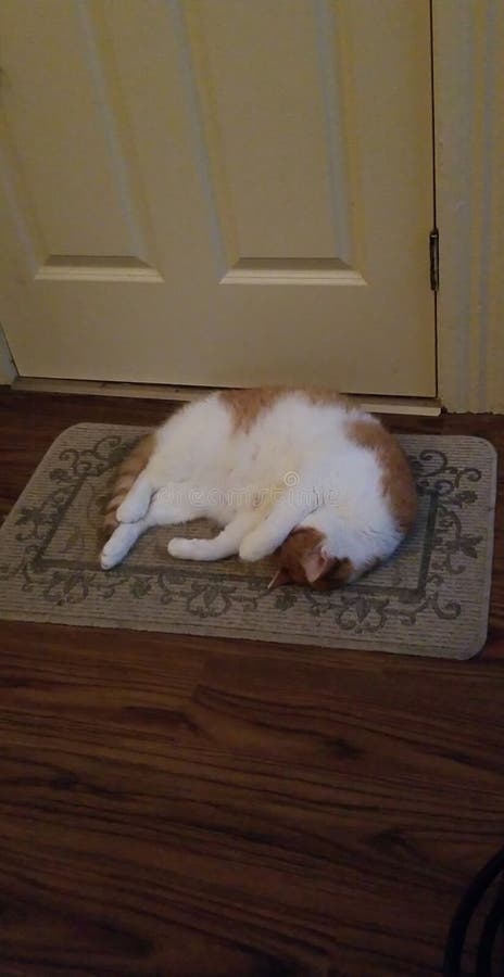 Napping kitty stock image. Image of taking, napping - 129643353