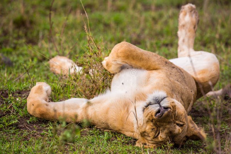 Lion Cub stock photo. Image of dangerous, mammal, panthera - 37719618