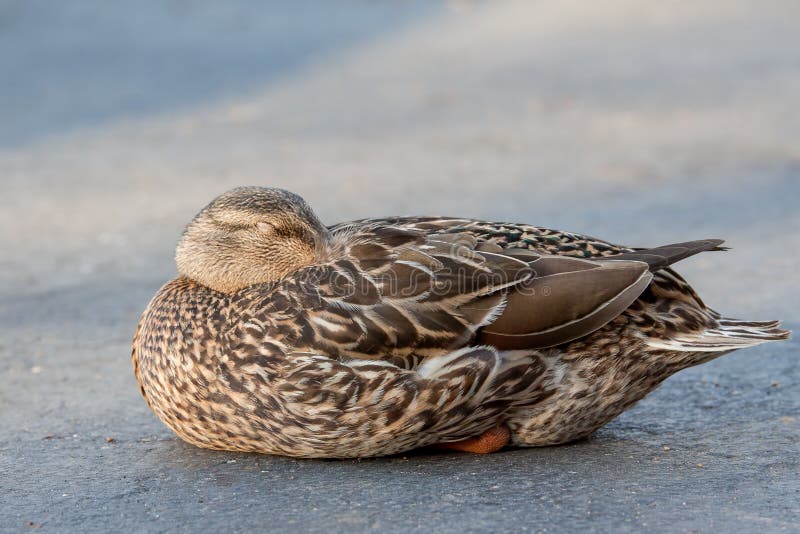 Napping mallard duck stock image. Image of sleeping, hunting - 44198185