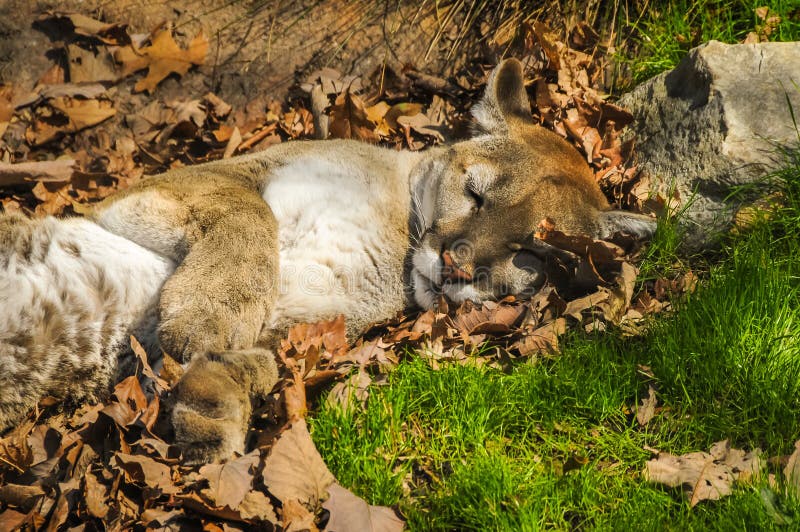 Napping Mountain Lion stock image. Image of brown, lion - 85678999