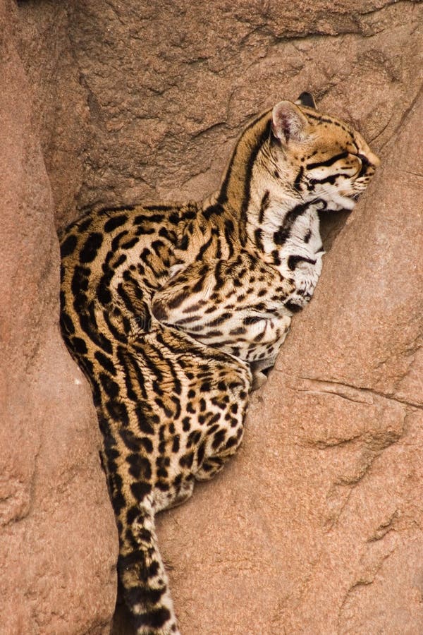 Napping in the Noon Day Sun Stock Photo - Image of ears, spotted: 2775958