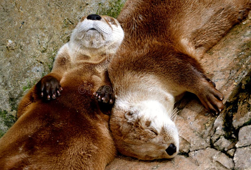 Napping Otters stock photo. Image of wildlife, animals - 38443732