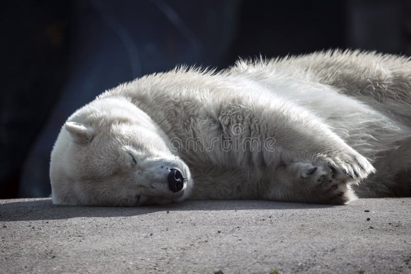Napping Polar Bear stock image. Image of cute, napping - 60456169