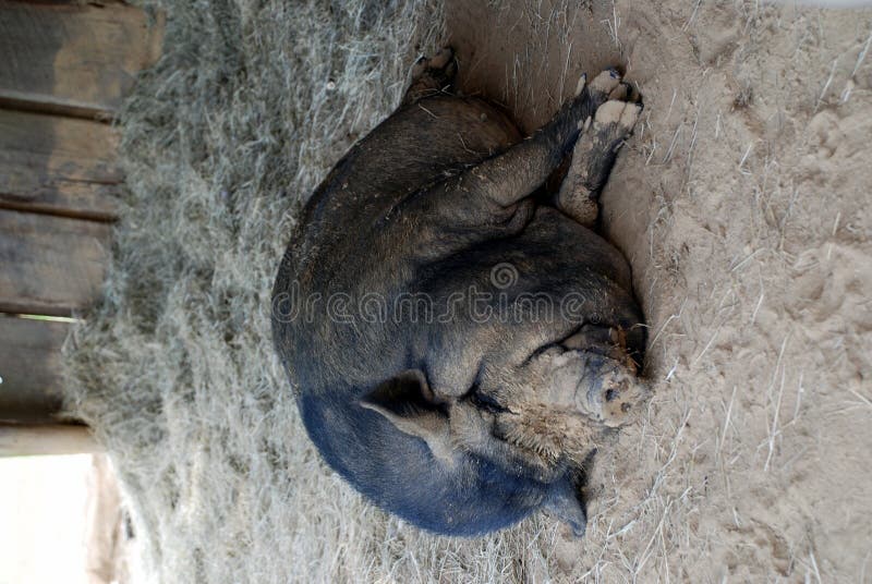 Napping Pot Bellied Pig Picture. Image: 3337264