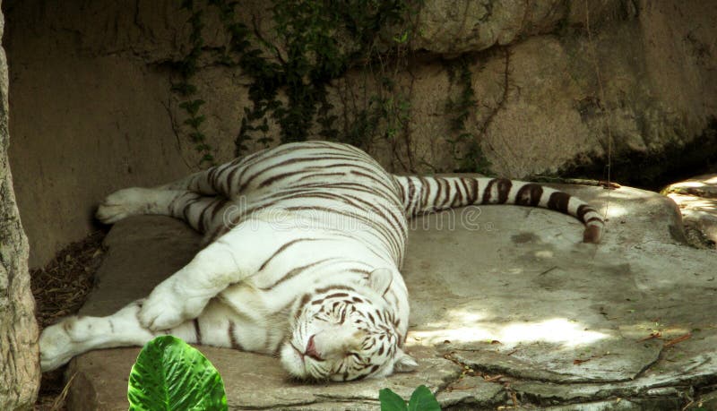 Napping White Tiger stock photo. Image of foliage, siberian - 60179438
