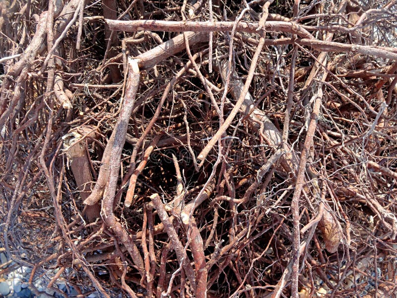 The Nappy Bark of the Palm Tree. Texture Stock Image - Image of detail ...