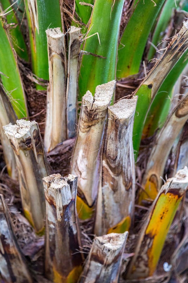 The Nappy Bark of the Palm Tree. Texture Stock Photo - Image of palm ...