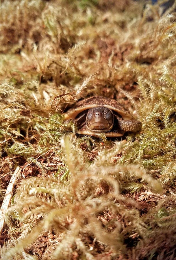 Naptime stock photo. Image of smiling, relaxing, naptime - 157696112