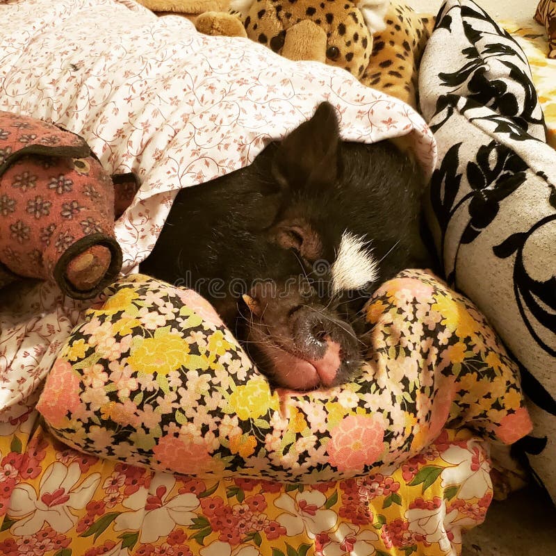 Naptrap stock image. Image of piglife, sweet, bundled - 169670411