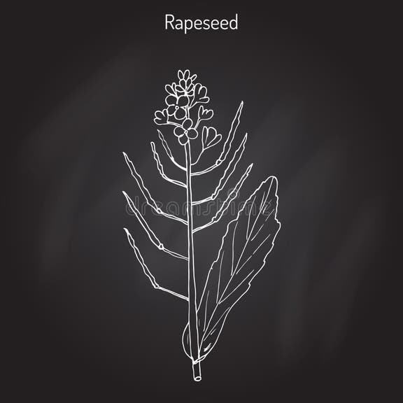 Napus do Brassica da colza ilustração do vetor. Ilustração de naughty ...