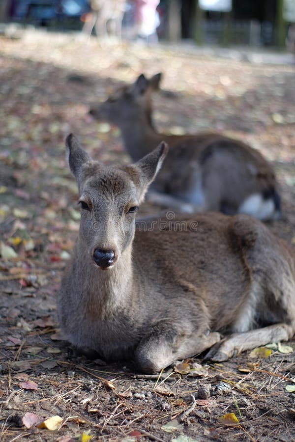 Portrait of a Dear stock photo. Image of dear, portrait - 139484576