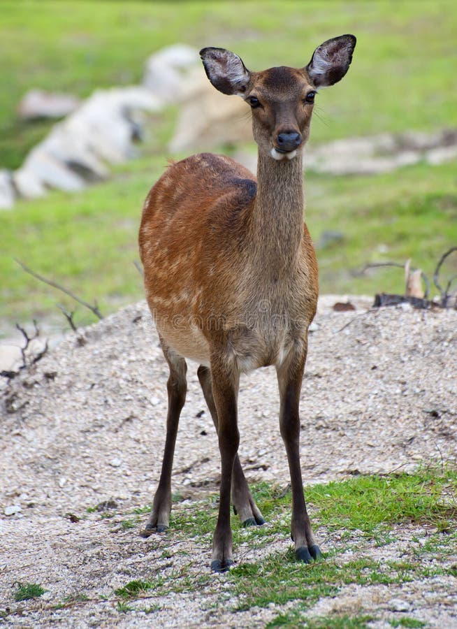 Nara Deer stock image. Image of japan, gentle, park, mammal - 20318289