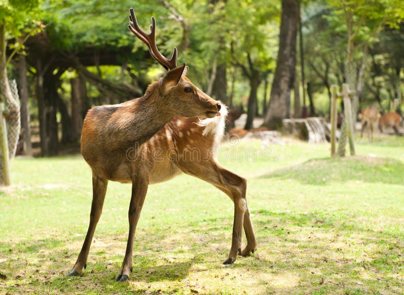 Nara Deer stock image. Image of grass, narakoen, park - 26464093