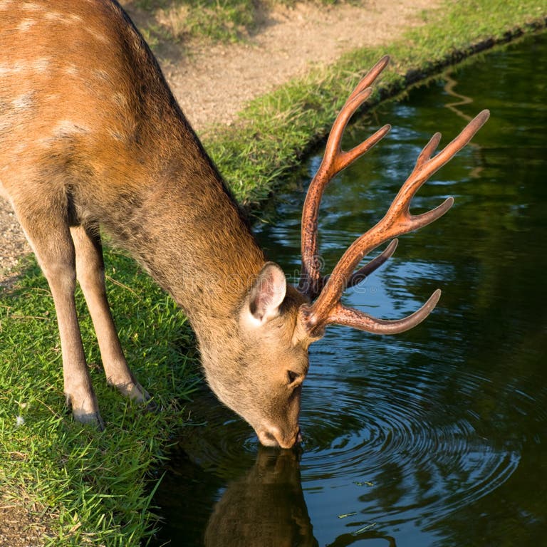 1,091 Deer Drinking Water Stock Photos - Free & Royalty-Free Stock ...