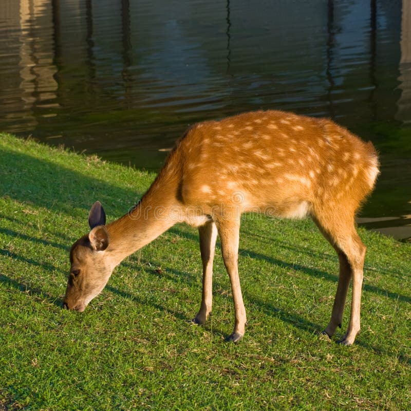Nara deer grazing stock image. Image of cultural, cute - 5560777
