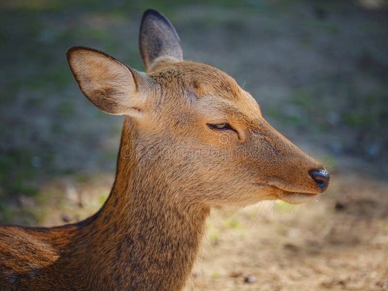 Nara Deer of the Nara Park in Japan Stock Photo - Image of antler ...