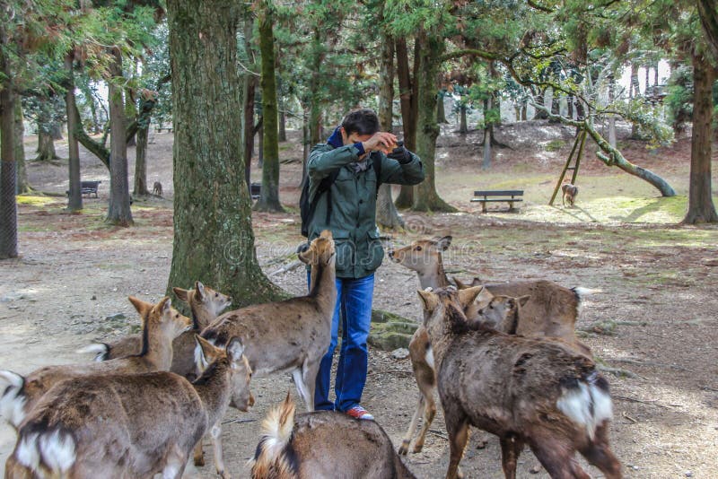 Group of Locals Walking in the Park of Nara. People of Japan Editorial ...