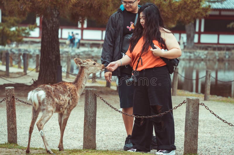 Tourist Feeding the Sika Deer with a Cracker in Nara, Japan Editorial ...