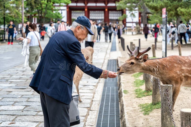 Tourist Feeding the Sika Deer with a Cracker in Nara, Japan Editorial ...