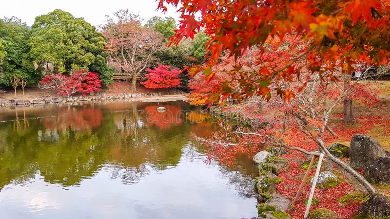 Nara park autumn stock image. Image of beauty, carving - 174430905