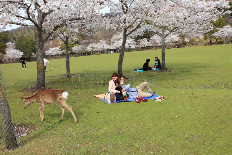 Nara Park, Giappone immagine stock. Immagine di asia - 43068879