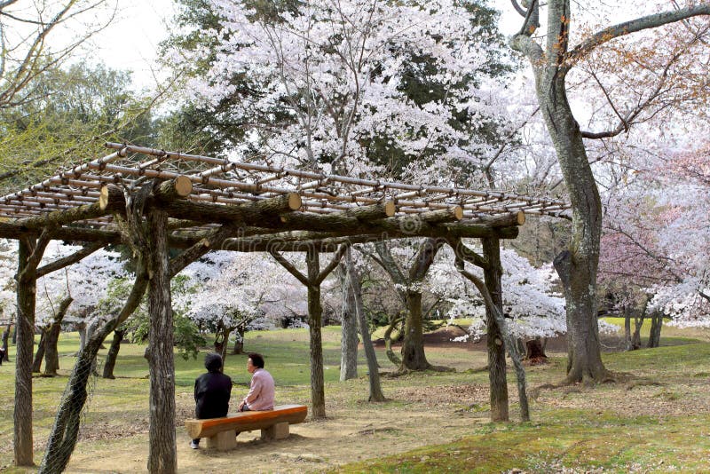 Nara Park,Japan editorial stock photo. Image of spring - 43068848