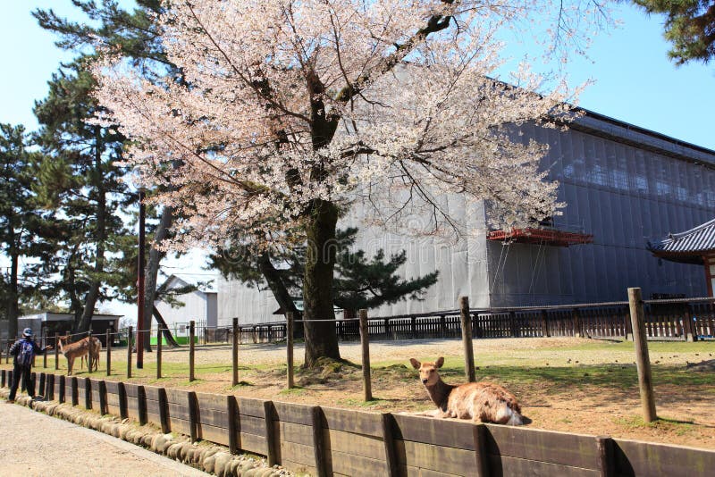 Nara Park,Japan editorial stock photo. Image of spring - 43068848