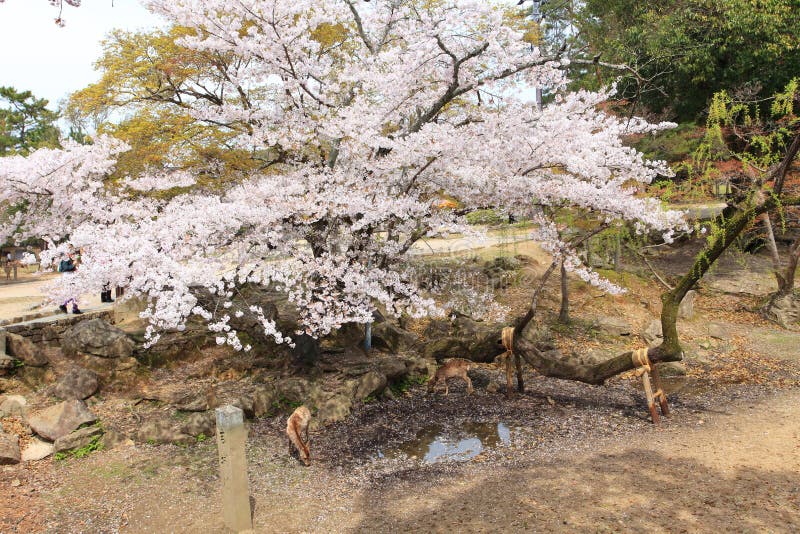 Nara Park,Japan stock image. Image of asia, green, rest - 43068879