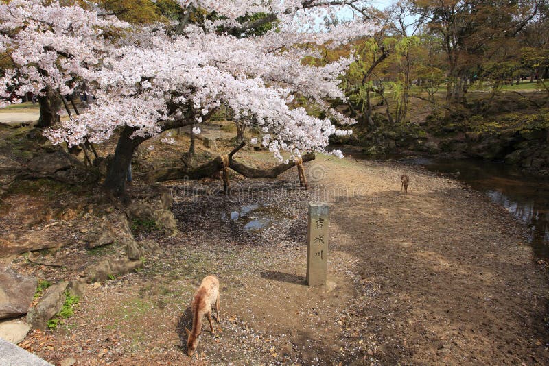 Nara Park,Japan stock image. Image of asia, green, rest - 43068879