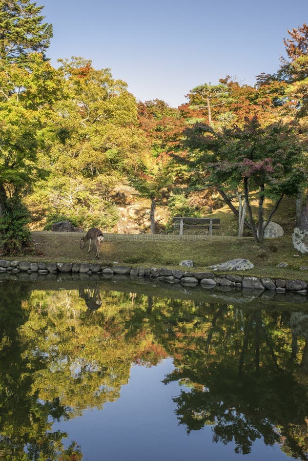 Nara Park stock photo. Image of ancient, buddha, nara - 70548286