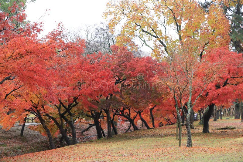 Nara Park in Nara, Japan stock image. Image of landscape - 65856227