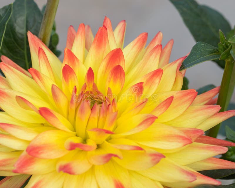 Naranja Bicolor Y Dalia Amarilla Imagen de archivo - Imagen de dalia ...