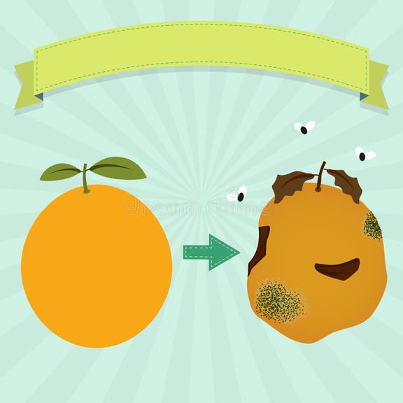 Naranja putrefacta ilustración del vector. Ilustración de enfermedad ...
