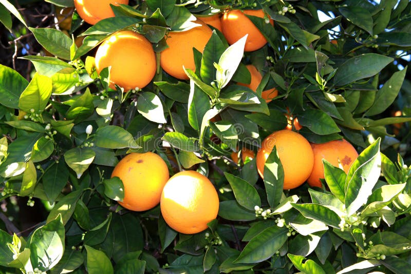 Naranjas De La Florida En árbol Foto de archivo - Imagen de anaranjado ...