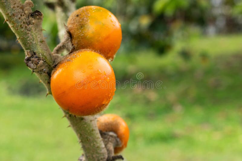 Naranjilla Tropical Fruit on the Tree - Solanum Quitoense Stock Image ...