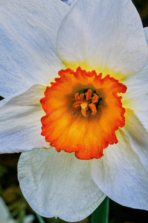 Narcis flower stock photo. Image of ornamental, freshness - 73468486