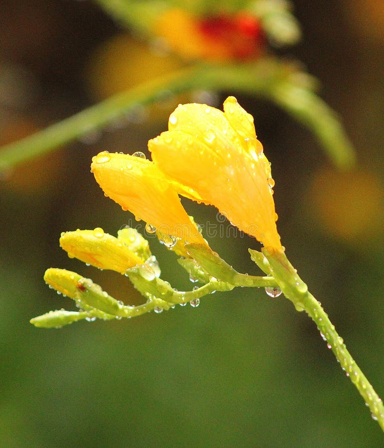 Narcis flower stock photo. Image of spring, flower, yellow - 68258270