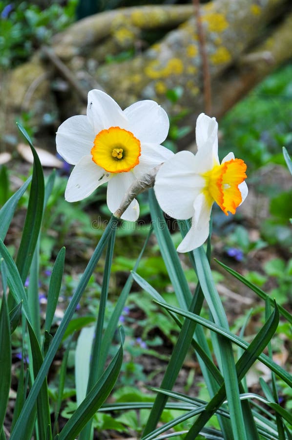 White Spring Garden Narcissus Flowers with Red Tulips Springtime Flower ...
