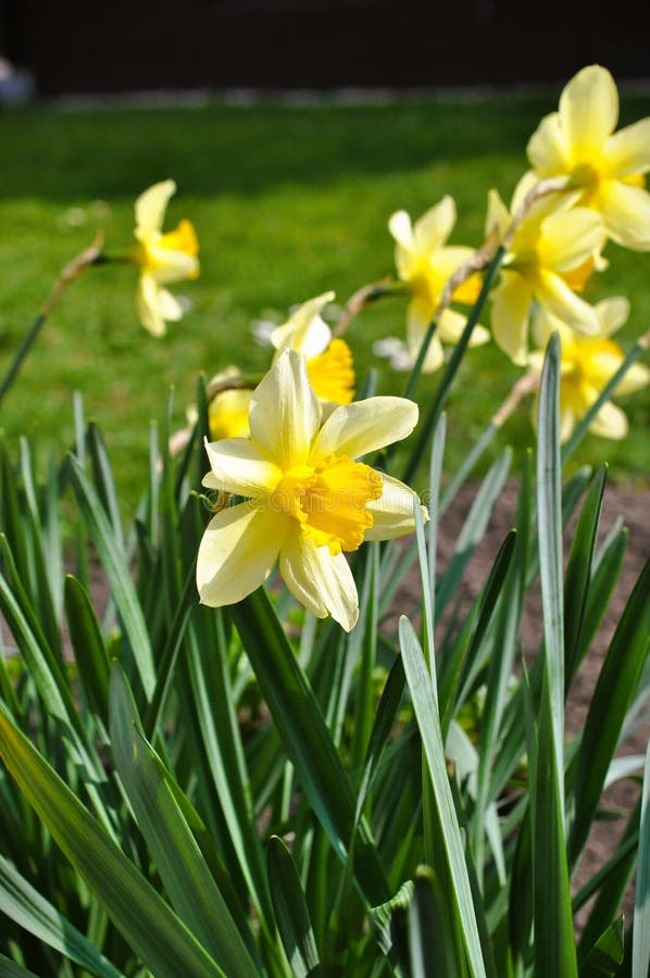 Narcis flowers background stock image. Image of leaf - 370594683