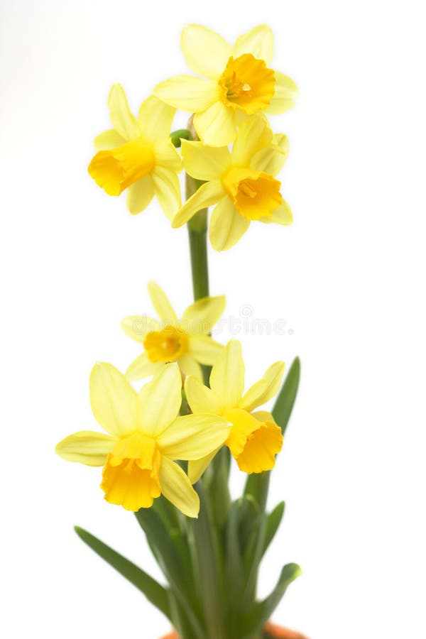 Narcisos Amarillos De La Primavera. Imagen de archivo - Imagen de ...