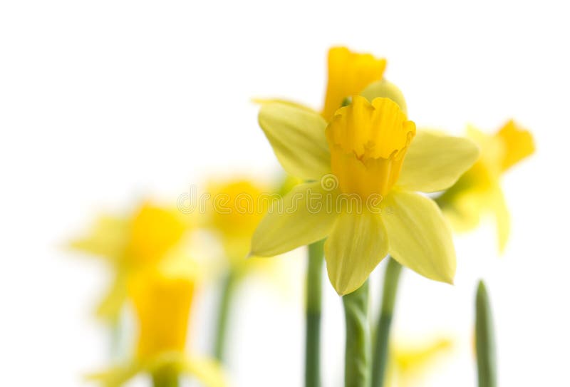 Narcisos Amarillos De La Primavera. Imagen de archivo - Imagen de ...