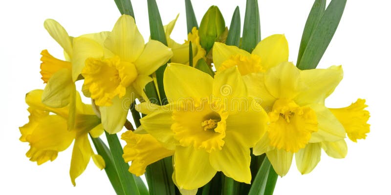Narciso Amarillo Aislado Sobre Fondo Blanco. Imagen de archivo - Imagen ...