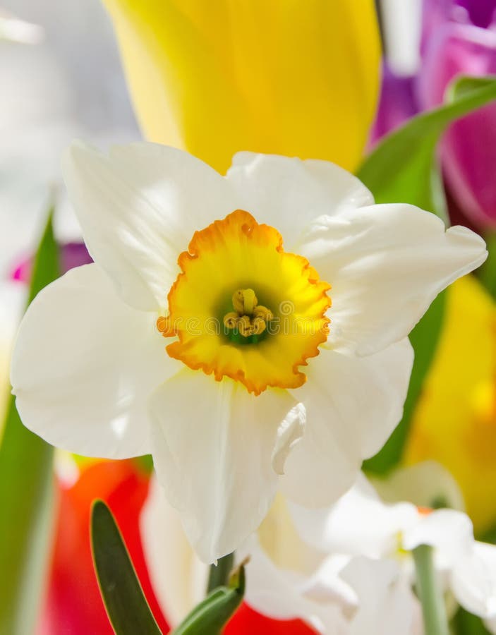 Fiore Bianco Del Narciso (narciso), Fine Su, Fondo Nero Di Pendenza ...