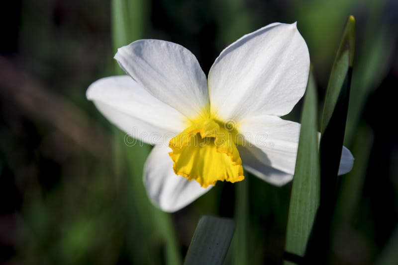 Fiore Di Fioritura Bianco Del Narciso L. Del Narciso, Amarillide Giallo ...