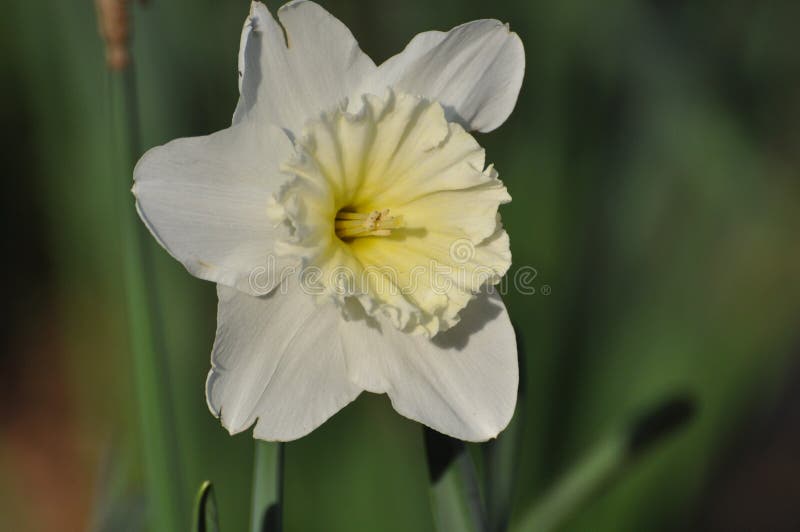 Narciso Blanco En El Diseño Del Paisaje Del Jardín De Flores Imagen de ...